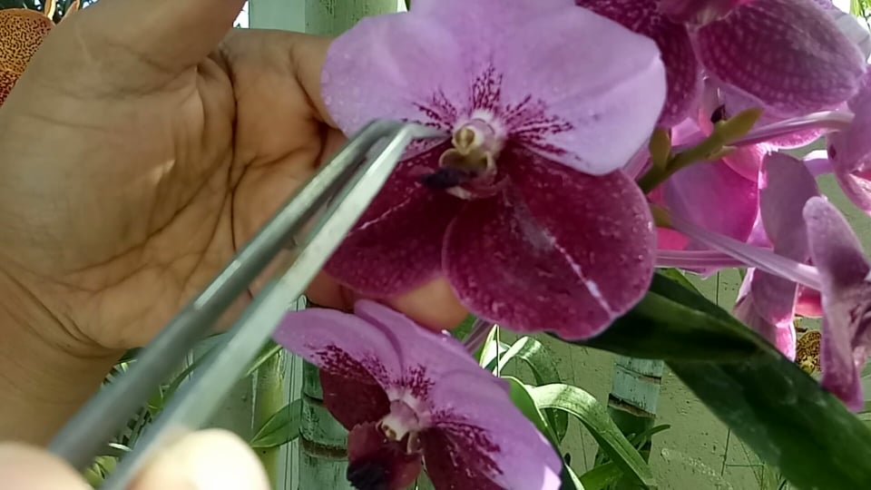 How To Pollinate Vanda Orchids – Frenond's Adventure