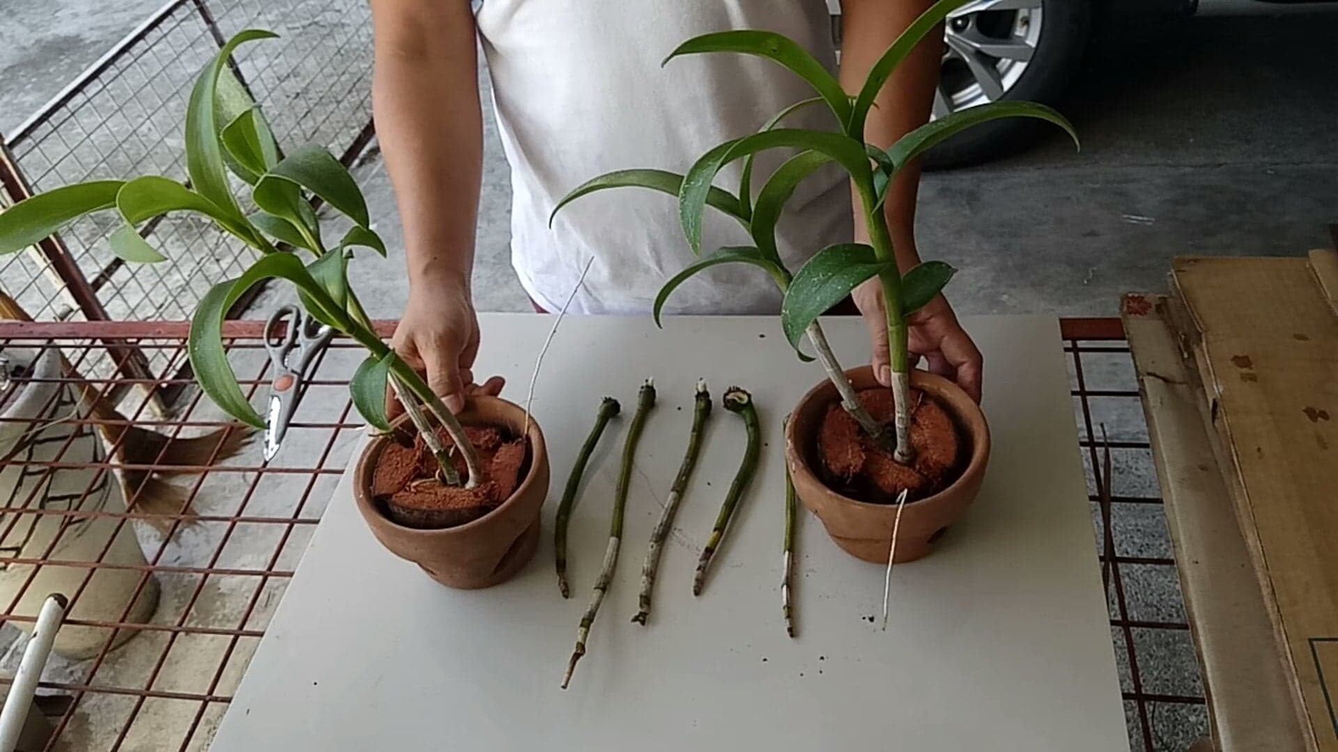 How To Activate Dendrobium Orchid Stalks To Make Keikis Non stop How To Activate Dendrobium Orchid Stalks To Make Keikis Non stop